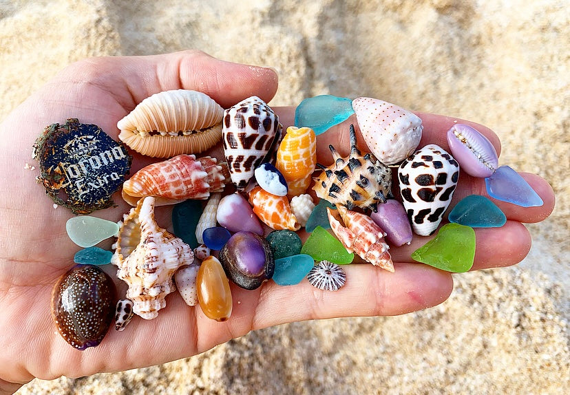 My Favorite Hawaiian Seashells - Sunrise Shells - Miters - Opihi and ...