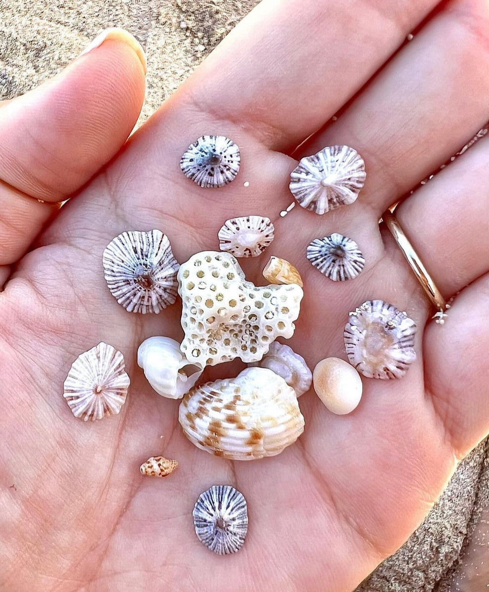 Let's Talk About The Hawaiian Opihi Shell – Rise Hawaii